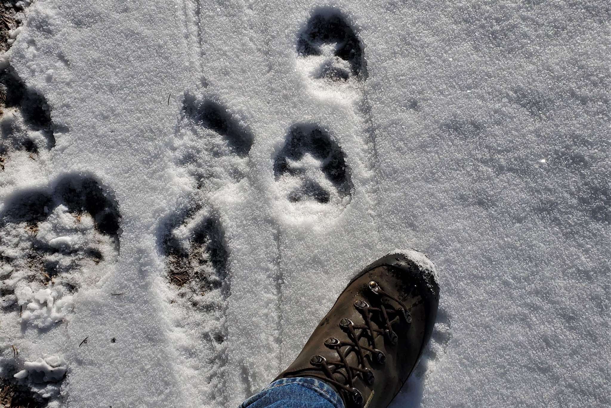 Night Out with Wolves - Texas Yeti Books