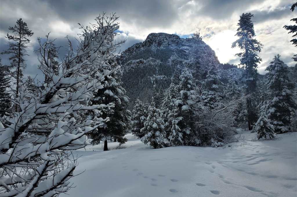 Night Out with Wolves - Texas Yeti Books